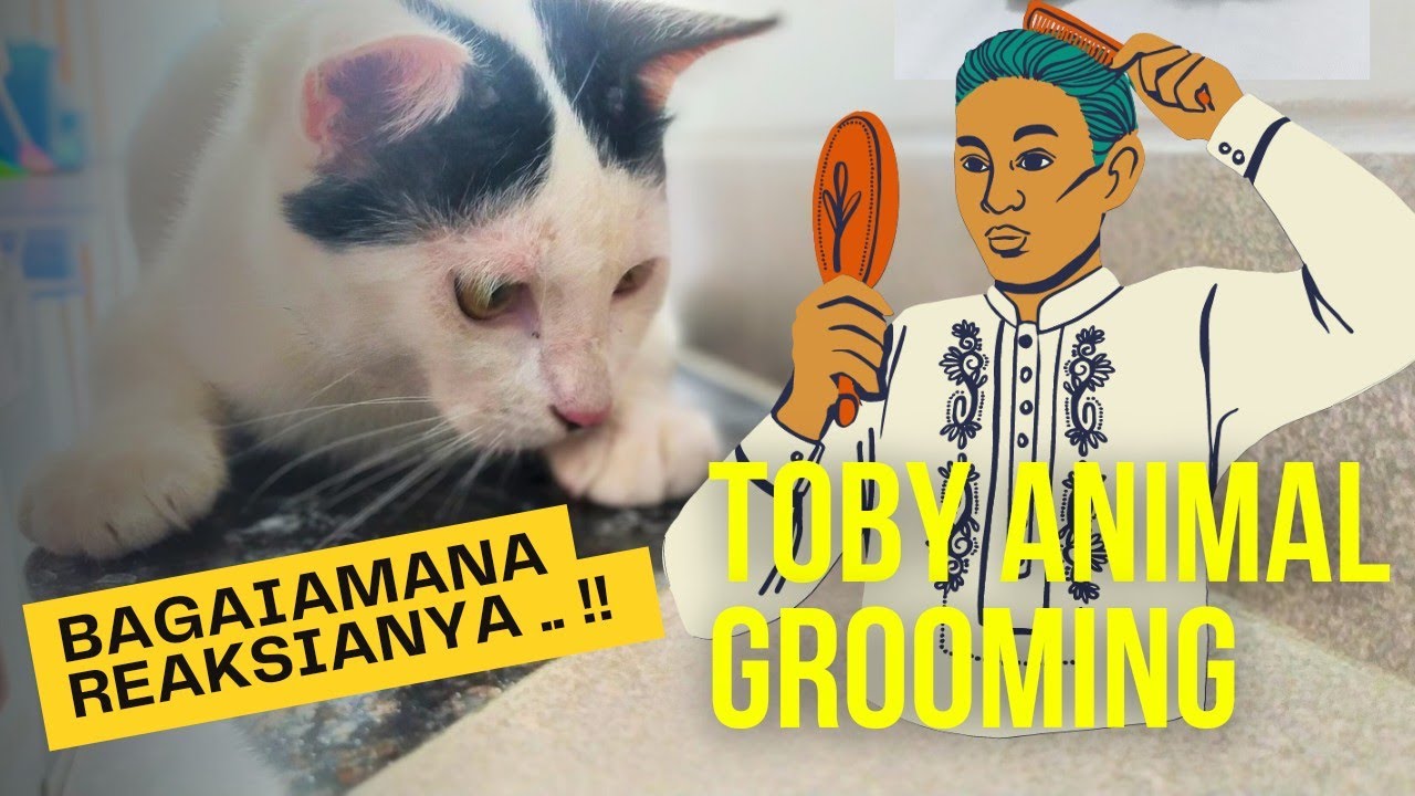 KUCING TERLUCU!!SI TOBY ANIMAl GROOMING - YouTube