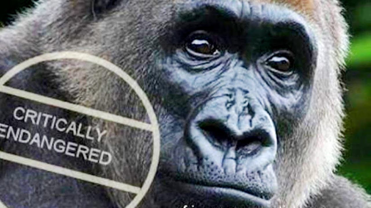 Animal SOS (with interactive video comprehension activity) - YouTube