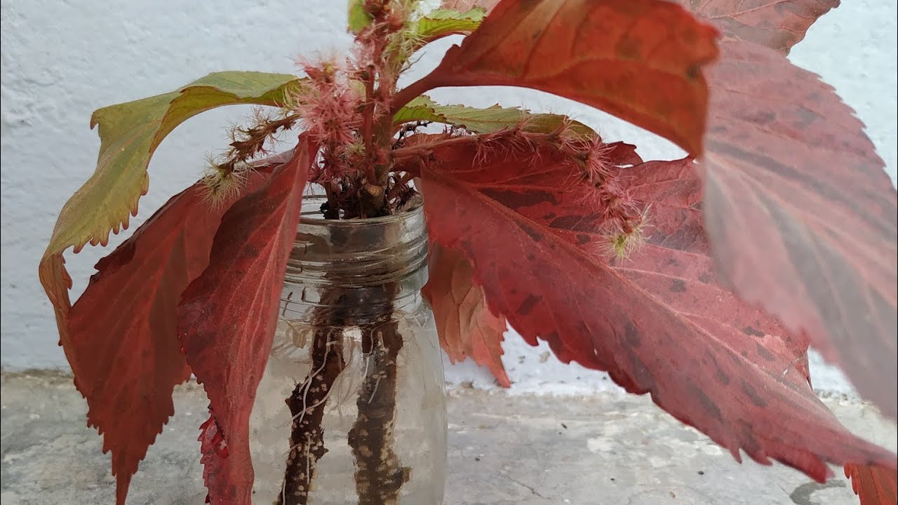 Propagation of Acalypha/copperleaf plant in water (with result) - YouTube
