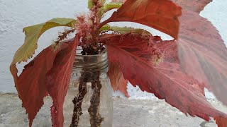 Propagation of Acalypha/copperleaf plant in water (with result)