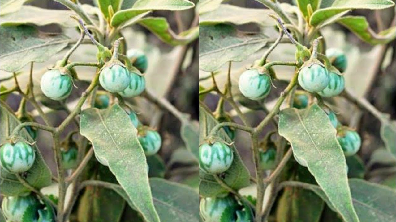 usitumie ndulele(sodom apple) kabla ya kusikiliza hii. - YouTube