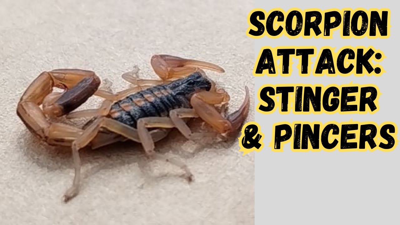 Scorpion attack demonstration with stinger and pincers...in style of ...