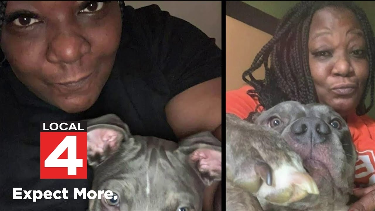Detroit dog owner seeks answers after emotional support dog shot by ...