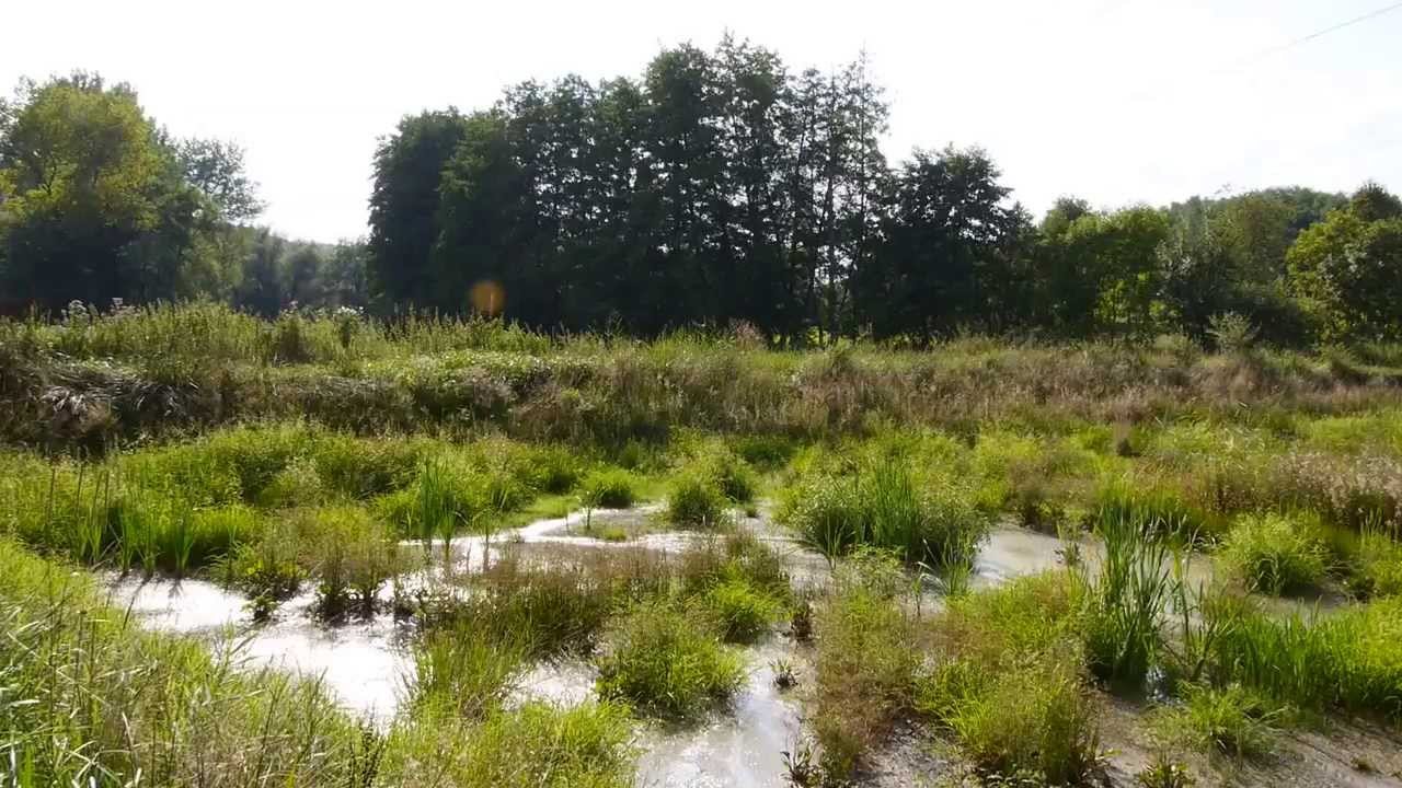 Qu'est-ce qu'une zone humide ? - YouTube