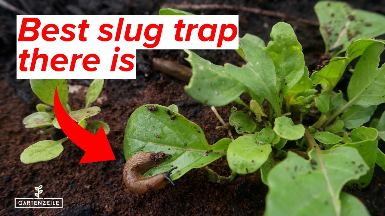 The best slug trap there is - TOP HOME REMEDIES! - Successfully ...