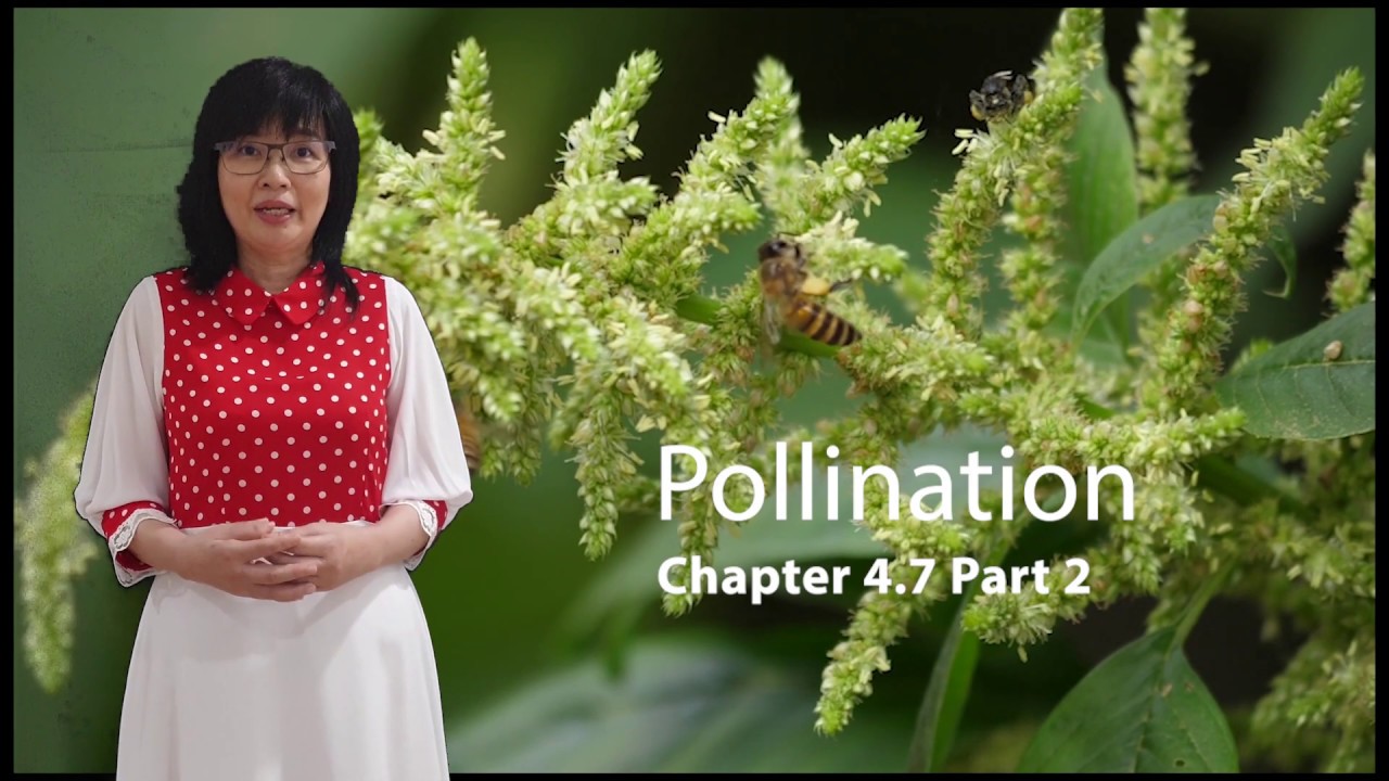 Form 1 Science 4.7 Part 2 - Plant Reproduction : Pollination - YouTube