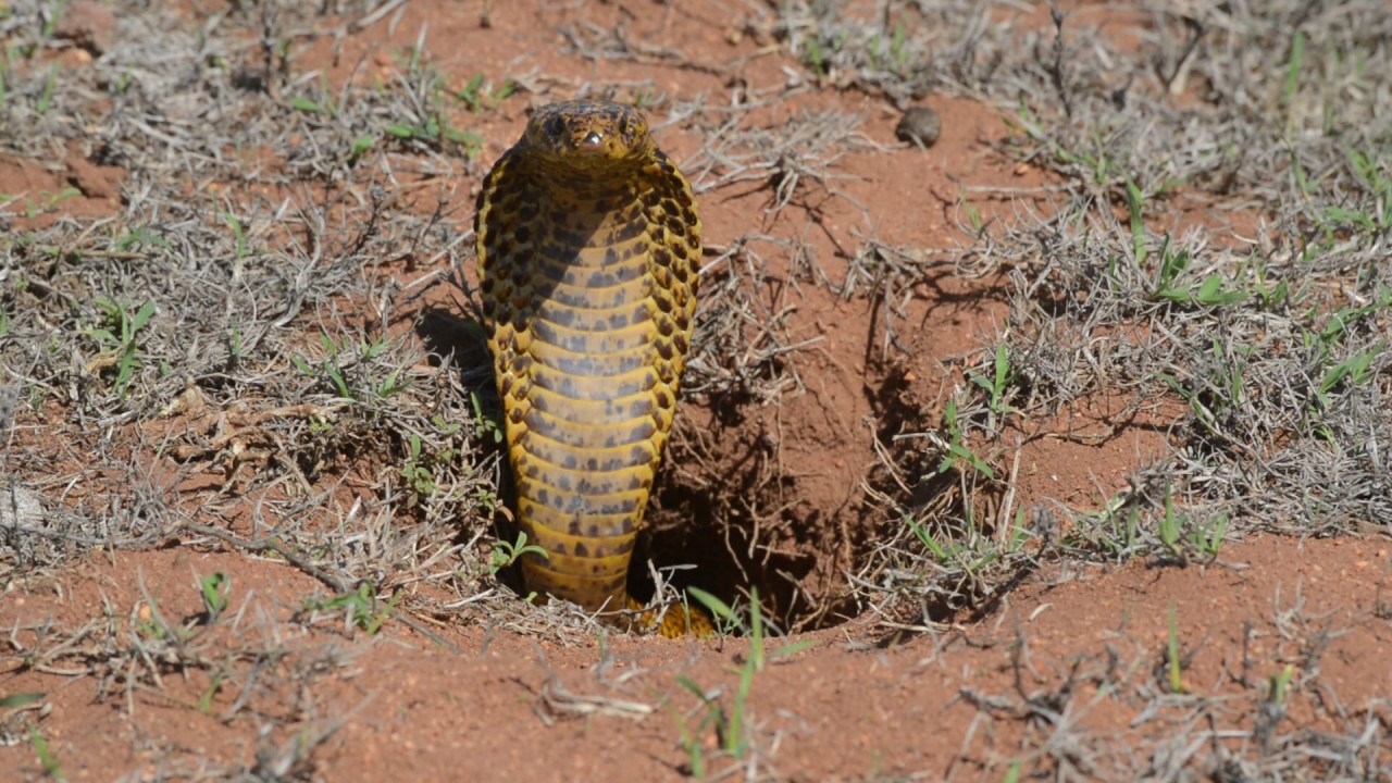 Cape cobra spreading its hood and retreating into hole, De Hoop Nature ...