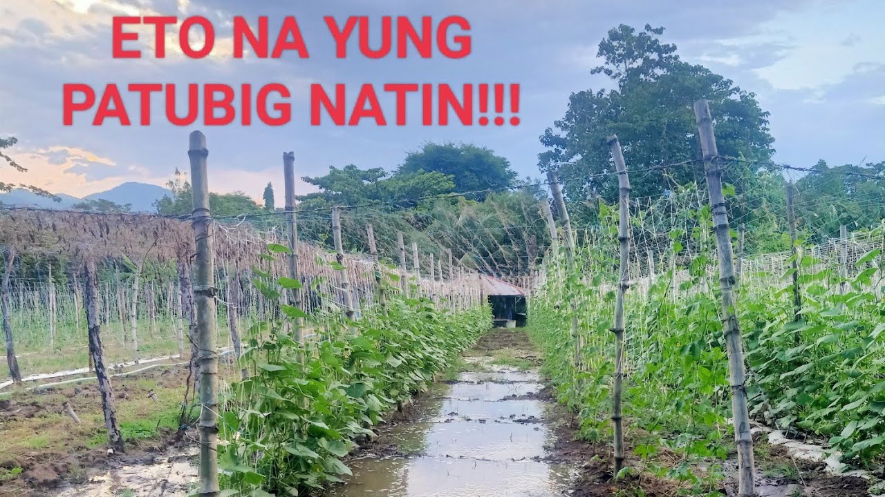 PAANO MAG SET UP NG PATUBIG SA PANAHON NG TAG INIT AT WALANG ULAN. # ...