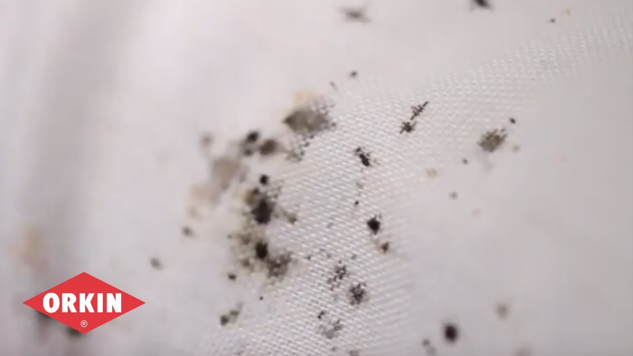 NAA Education Conference: Bed Bug Staff Training - YouTube