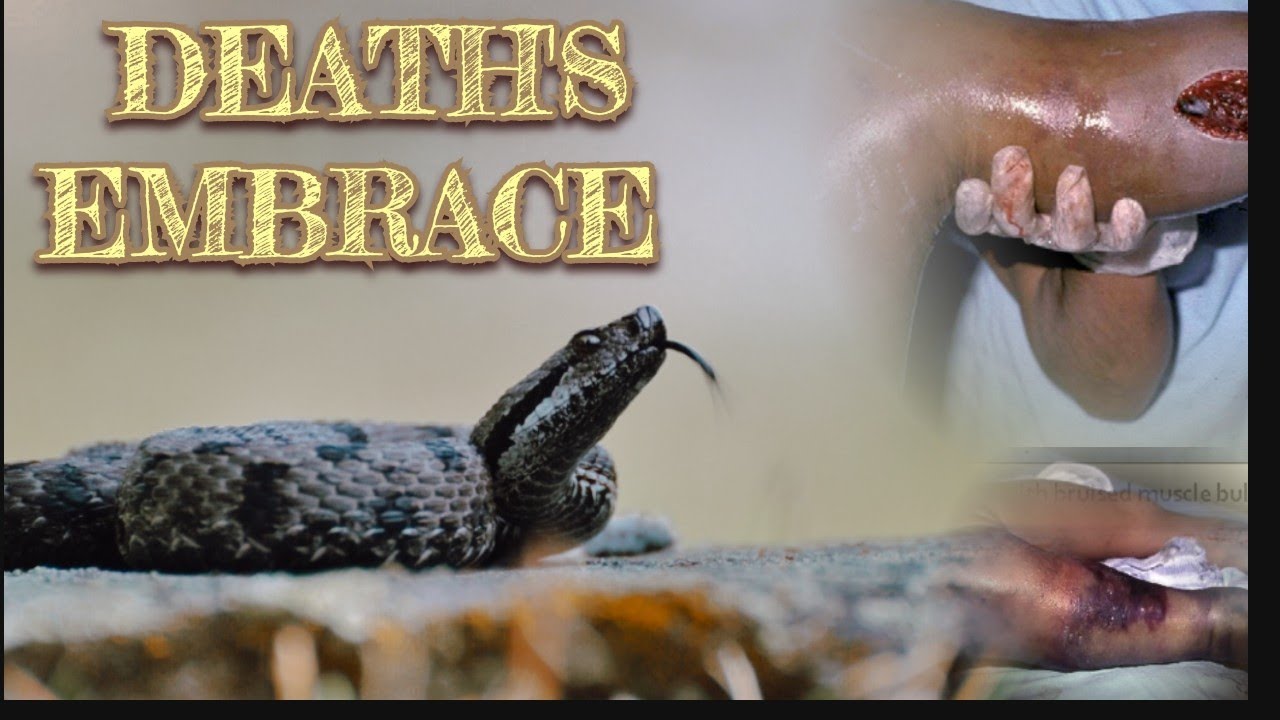 Viper Snake explained | Nature Documentary | know past - YouTube