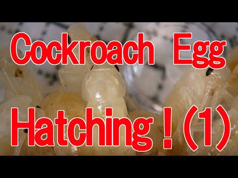 Cockroach Egg hatching moment！1 [Original-Video] - YouTube
