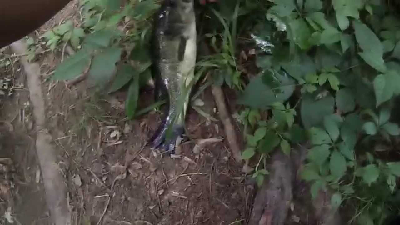 Multi-Species Fishing at Newton Lake & Newton Creek (Collingswood, NJ ...