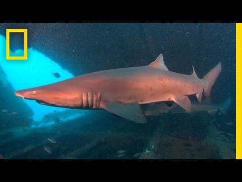 Did You Know Sand Tiger Sharks Cannibalize Each Other in the Womb ...