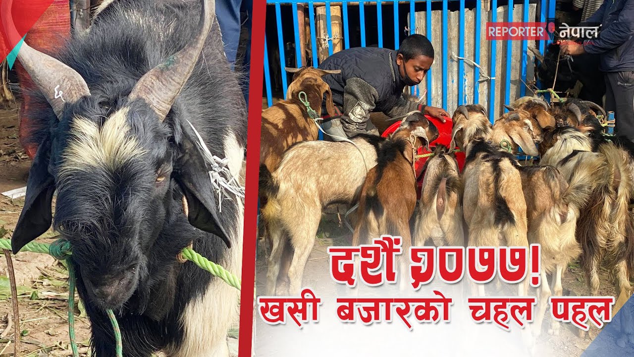 khasi bajar ! goat farming in nepal ! khasi bazar kalanki ! reporter ...