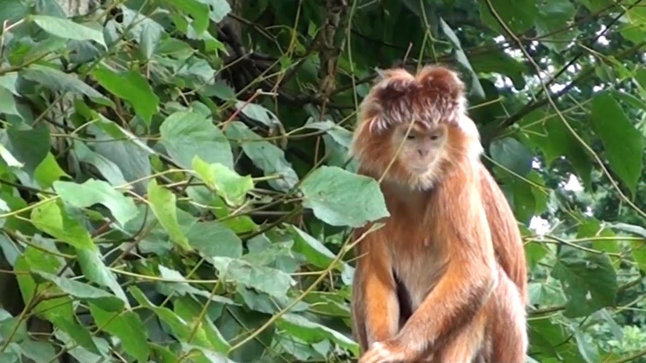 Javan Langur Monkey *** - YouTube