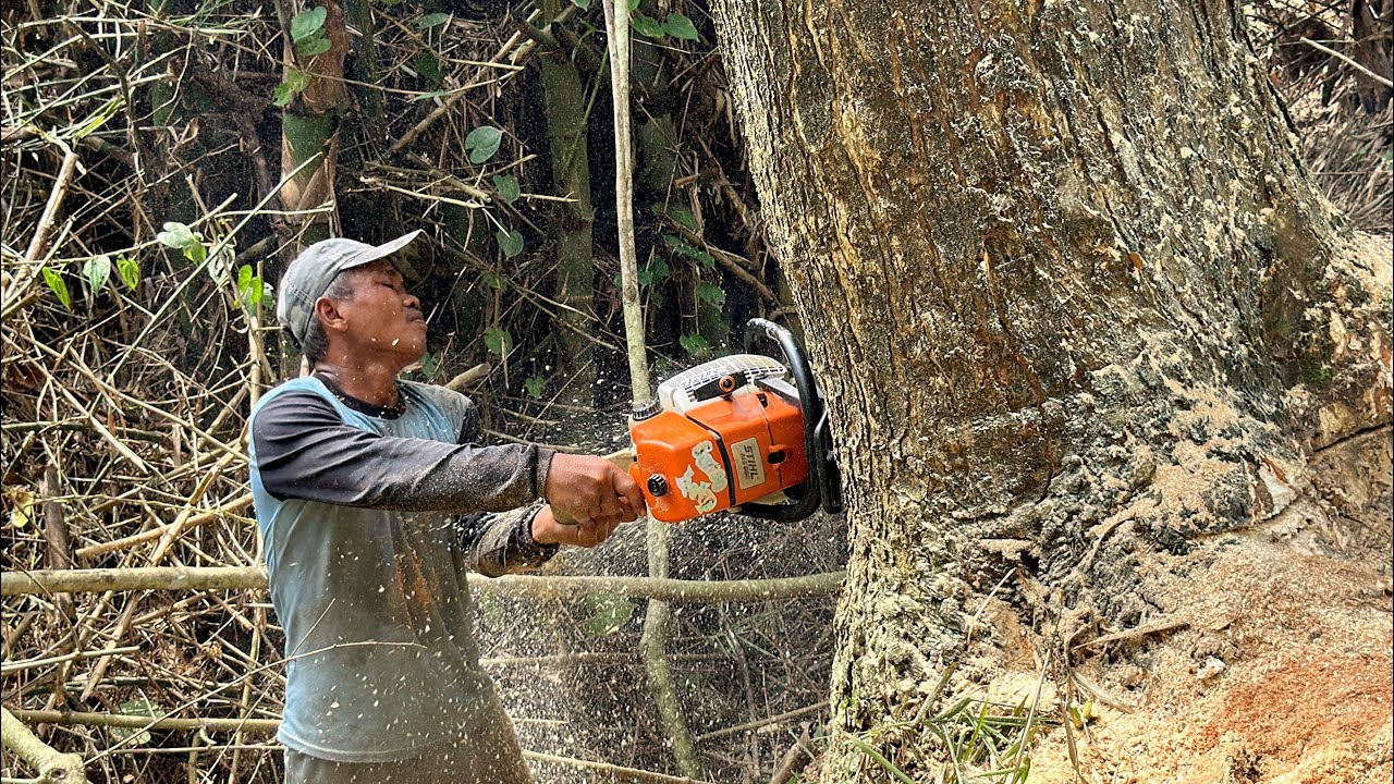 Hidden in a bamboo grove... Cut down 2 trembesi trees. - YouTube