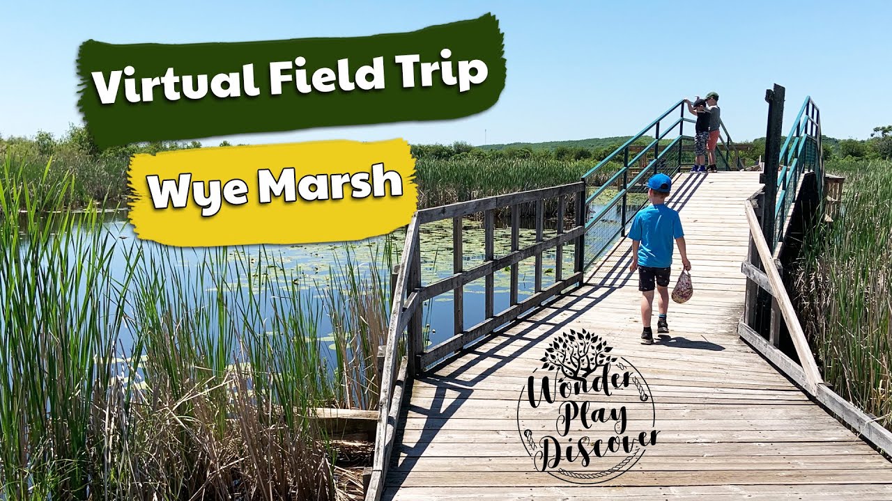 Virtual Field Trip to The Wye Marsh Wildlife Centre - YouTube