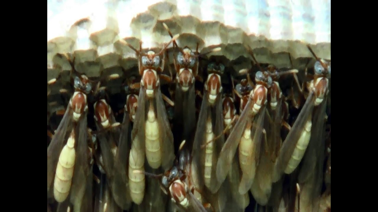 MARIMBONDO-CHAPÉU (APOICA PALLIDA), APOICA PALLENS, MARIMBONDO CEGO ...