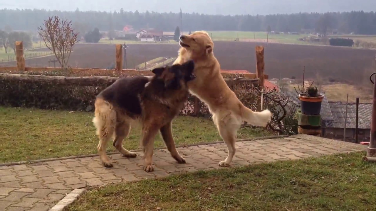 BEST German Shepherd FIGHTS - YouTube