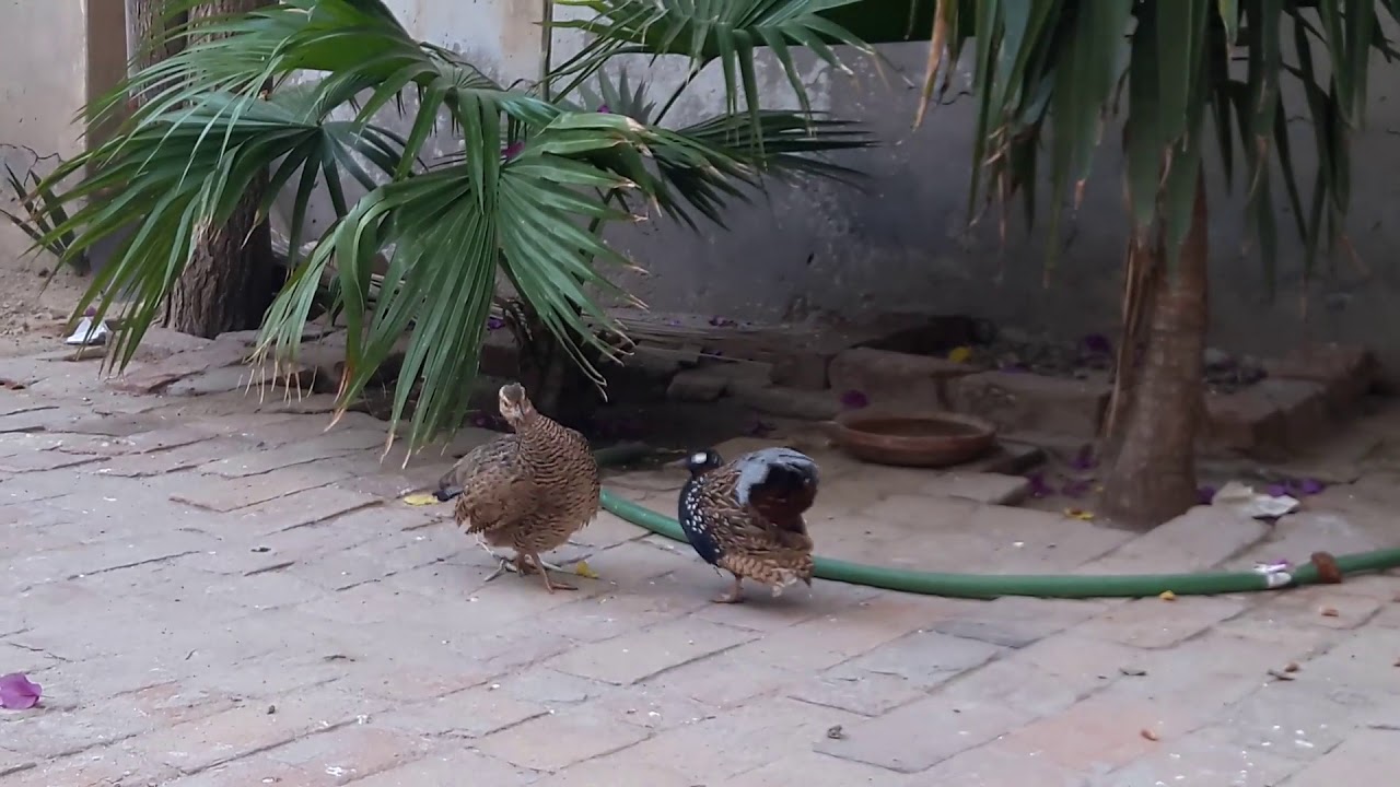 Black francolin Birds | kala teetar ki breeding | kala teetar ki masti ...