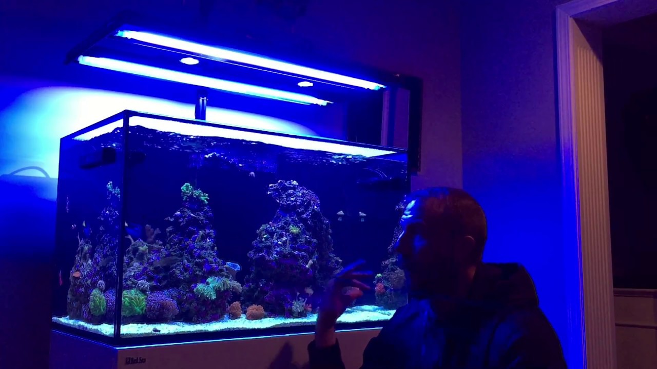 Red Sea Reefer 250 | Display, Sump & Corals | Everything In ONE Video ...