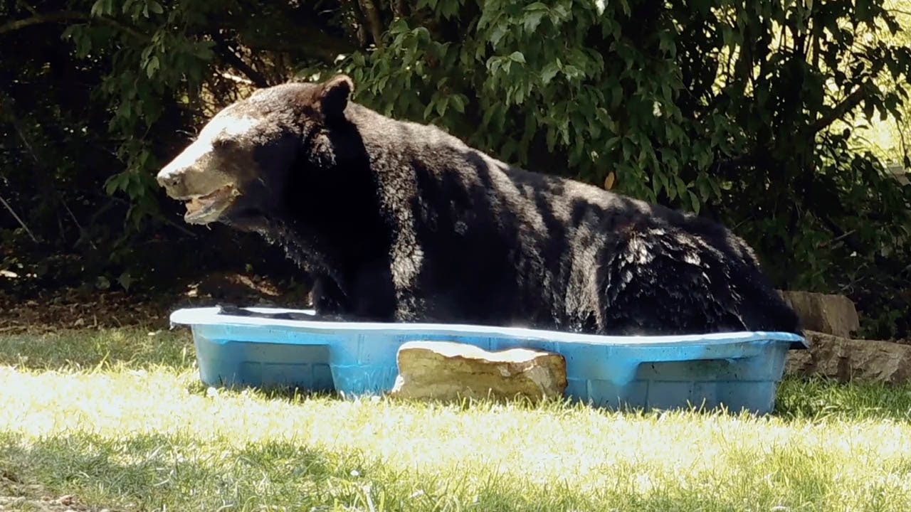 Bear Cools Off In Paddling Pool - YouTube