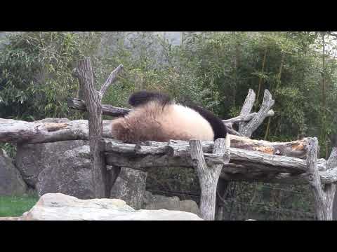 #2-41 Feb 2019 Yuihin at Adventure world, Japan