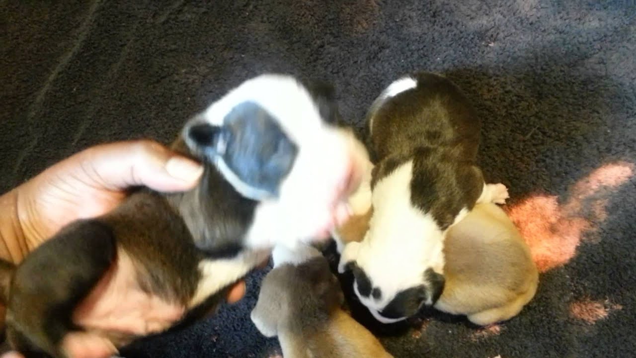 Thompson Kennels Beginning of Greatness - YouTube