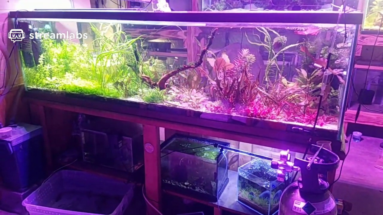 high tech planted aquarium - YouTube