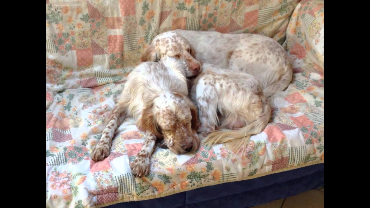 adozioni Italian Setter Rescue - YouTube