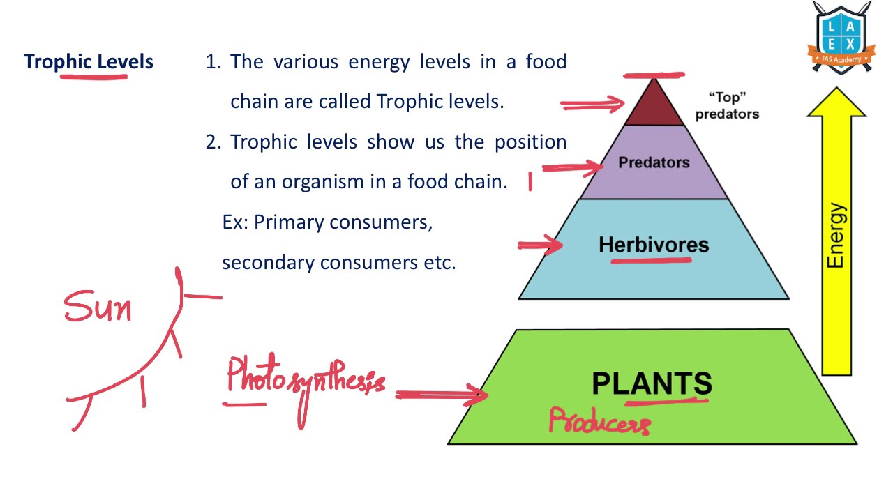 What is Trophic Level ? || Trophic Level అంటే ఏమిటి? || La Excellence ...