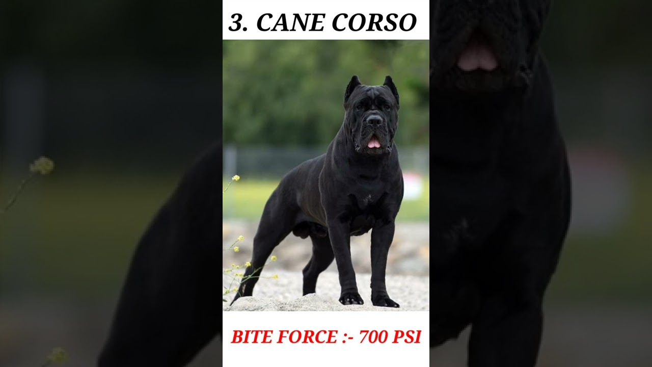 TOP 5 DANGEROUS DOGS WITH STRONGEST BITE FORCE || PSI - YouTube