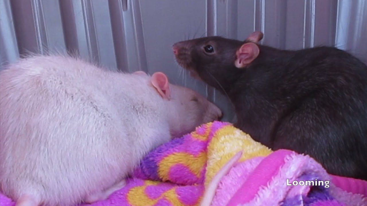 Understanding Rat Body Language - YouTube