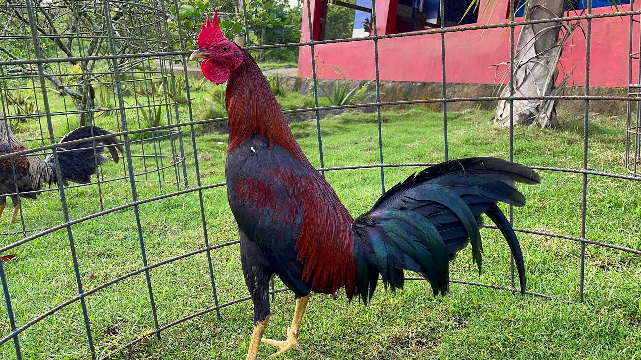 Pollos marcado 9 y 10 ……….contacto 829-475-8976 - YouTube