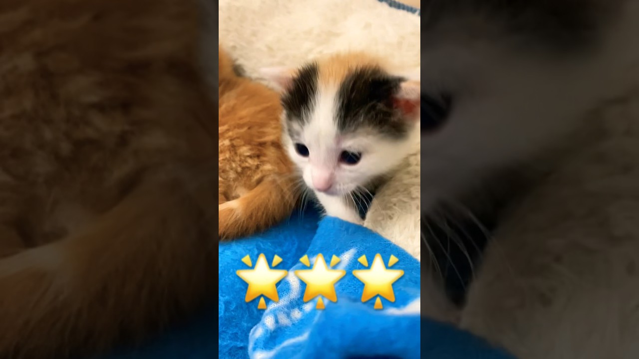 Cat glow up #shorts - YouTube