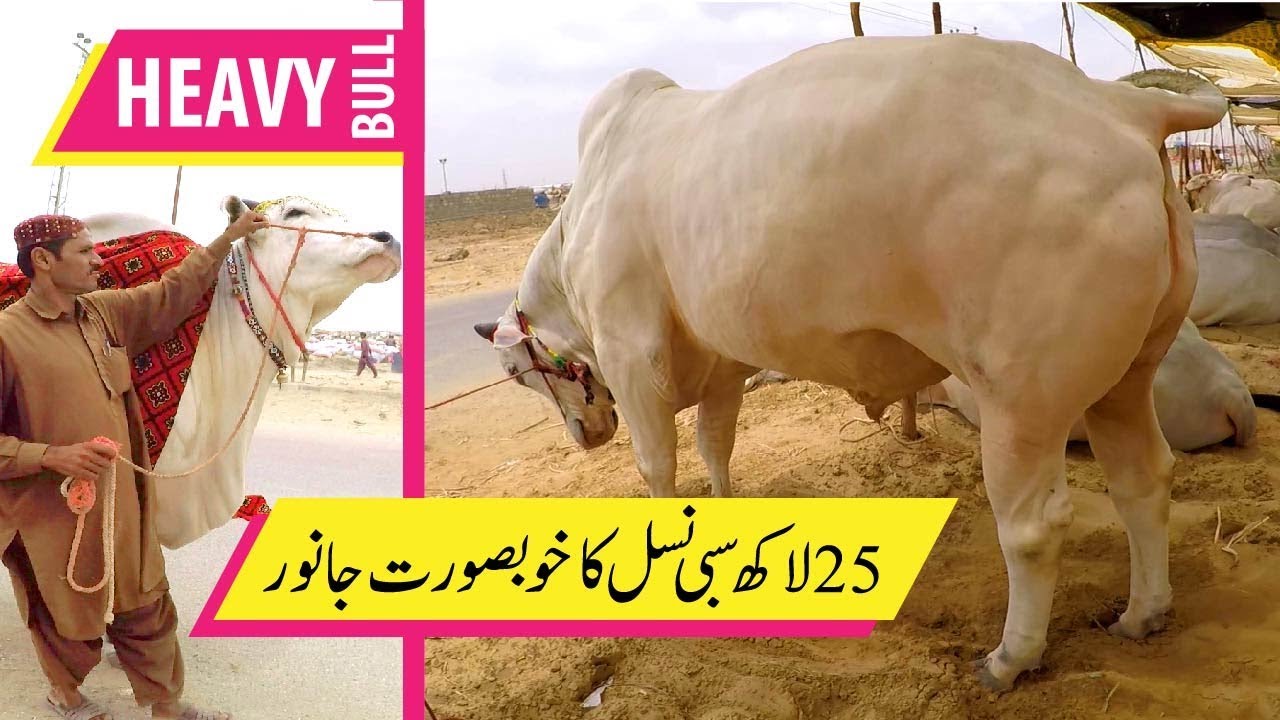 Beautiful sibi bull in karachi | BIGGEST SIBI BHAGNARI BREED IN KARACHI ...