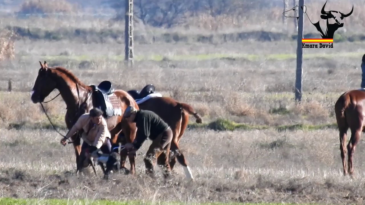 Caballo desbocado en campeonatos de Parla / runaway horse - YouTube