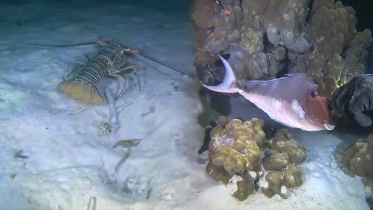 Diving to catch seafood at night - Catching lobsters, groupers, parrot ...