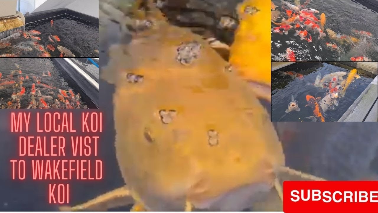 A Vist To My Local Koi Dealer #wakefield Koi - YouTube