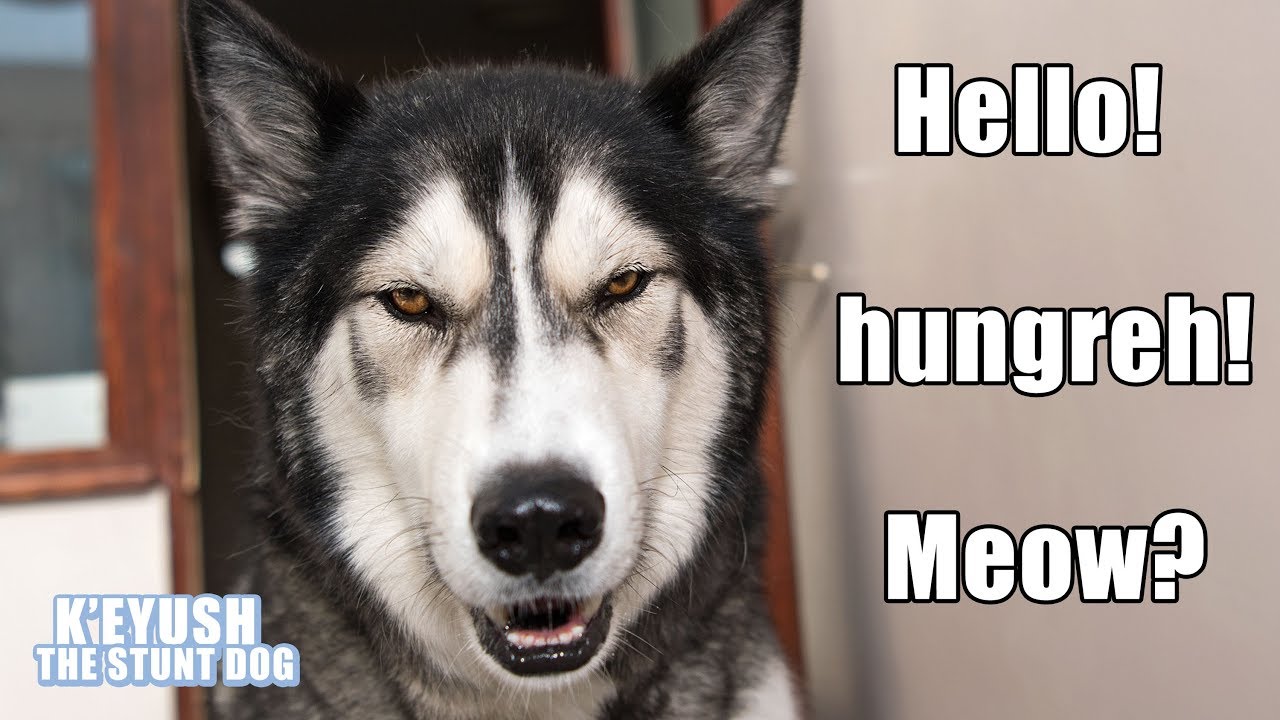 15 Times My HUSKY Spoke ENGLISH! His Hello Is Perfect! Part 4 - YouTube