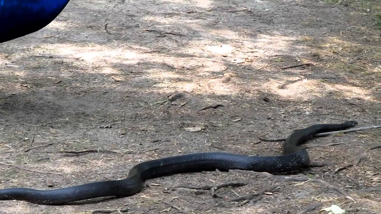 Peacock vs. Black Snake - YouTube