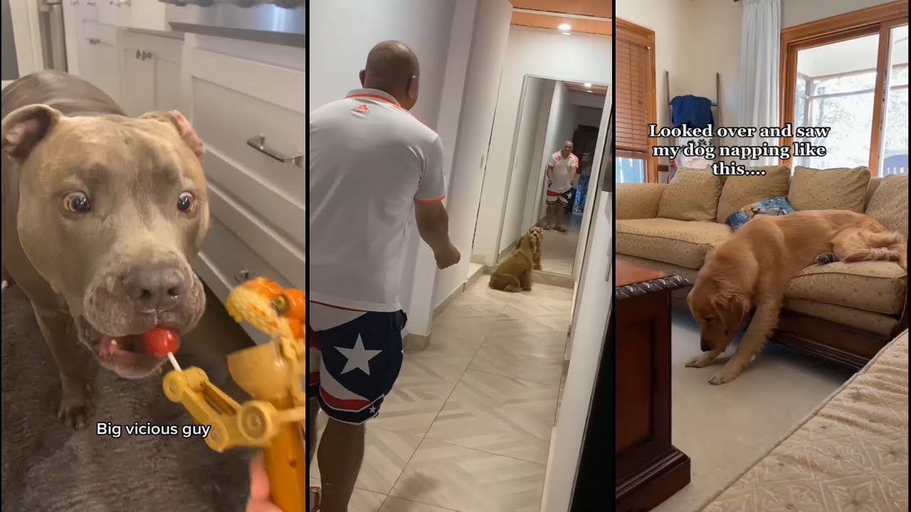 What the dog doing !? - YouTube