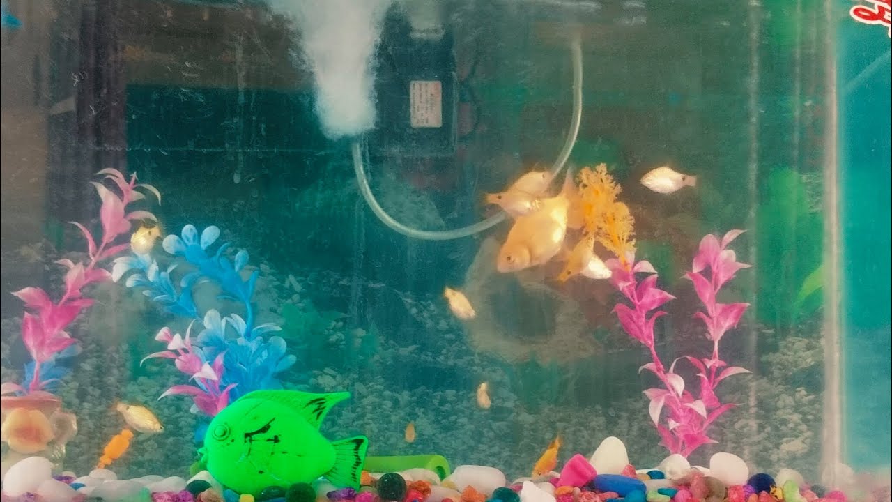 Cleaning the fish tank Let's go - YouTube