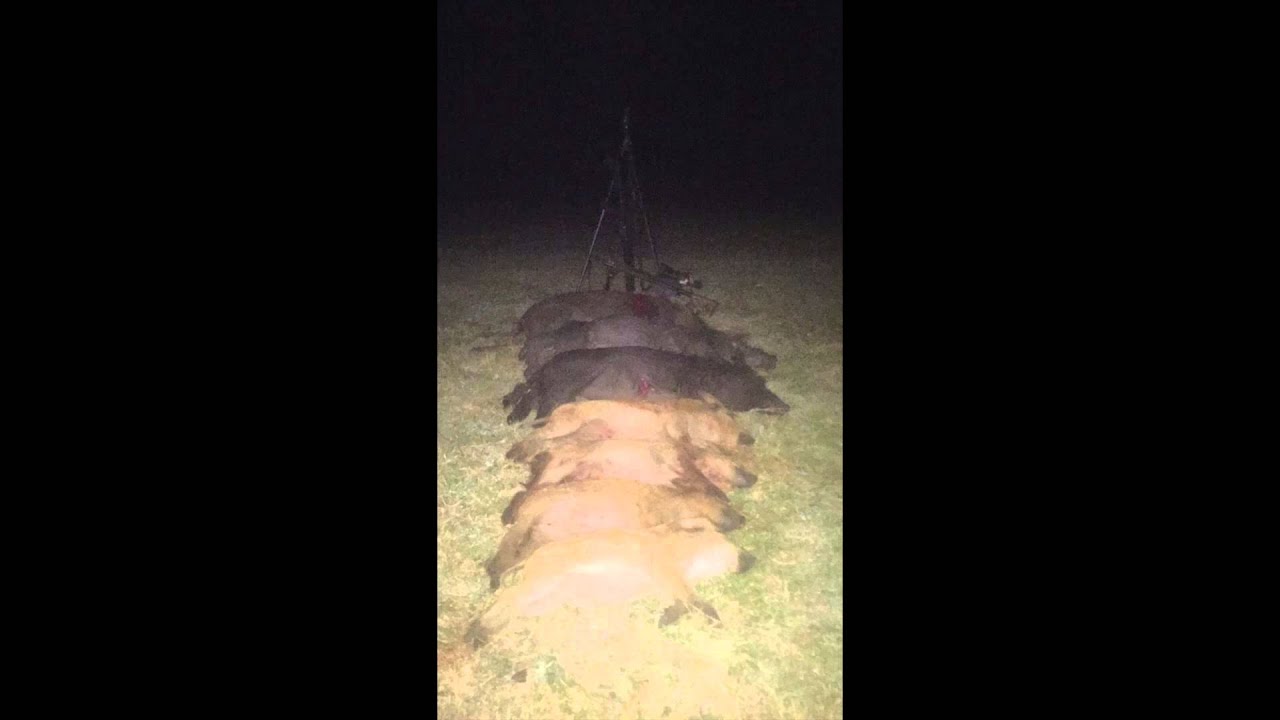 Alex Pro Firearms .308, Hog & Coyote Hunting - YouTube