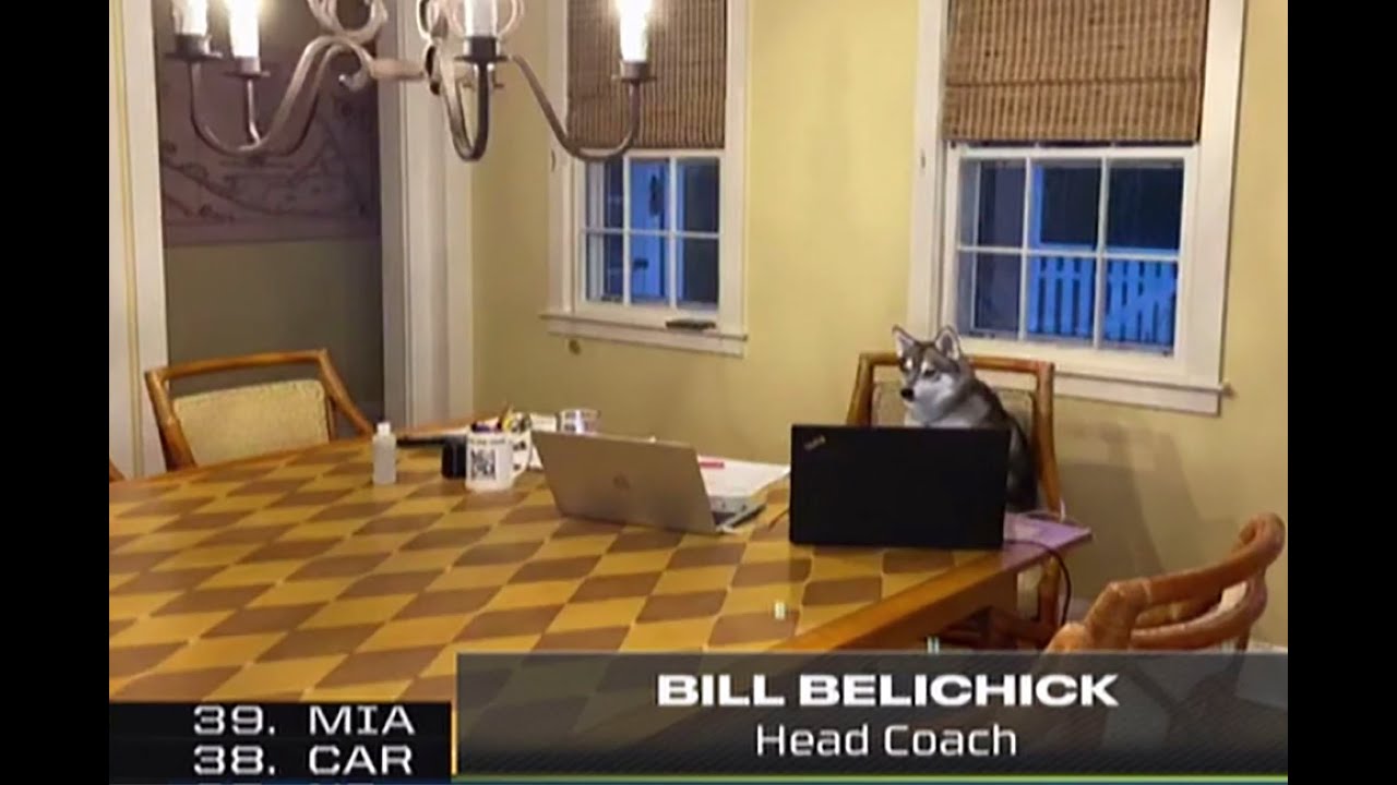 Bill Belichick's dog runs Patriots' NFL Draft, picks Kyle Dugger - YouTube