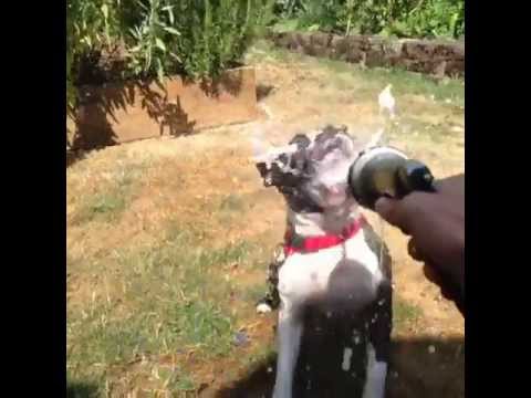 Crazy Dog Attacks Water - YouTube