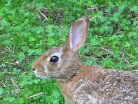 Bunny Rabbit Eating Clover in Our Grass - YouTube