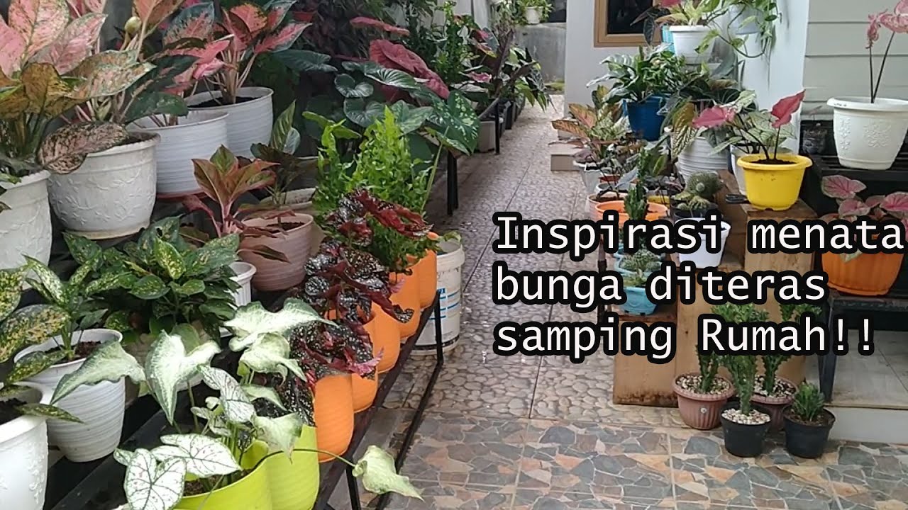 Inspirasi menata bunga di samping rumah - YouTube