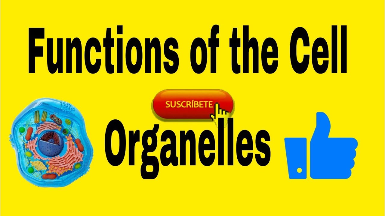 Functions of the Cell Organelles #easy to learn bio/#biology / for all ...