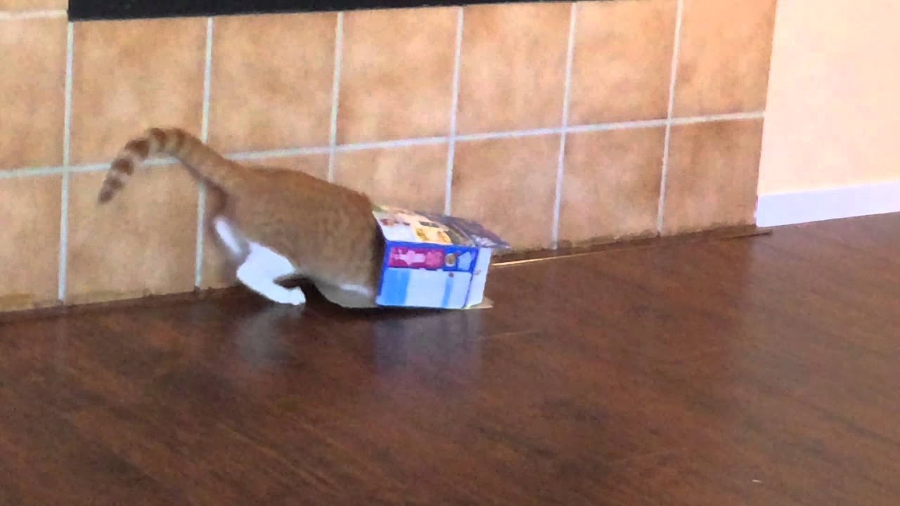 cat in pop tart box - YouTube